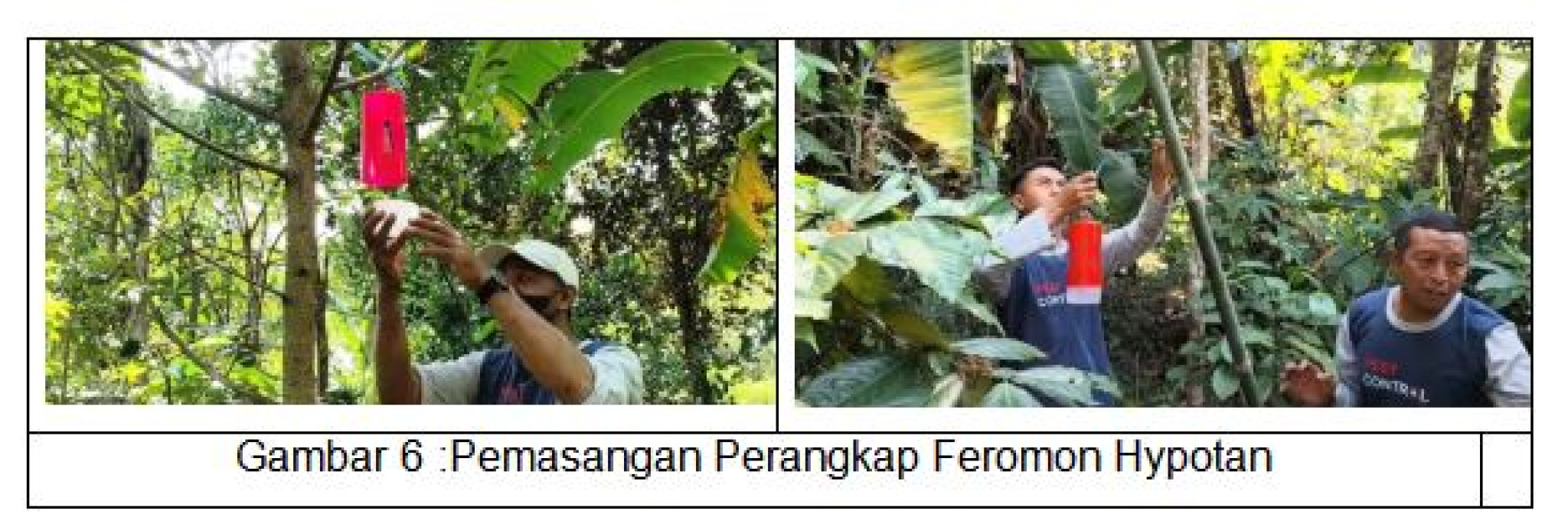 IMPLEMENTASI PENGENDALIAN HAMA TERPADU (PHT) - Kabupaten Pasuruan